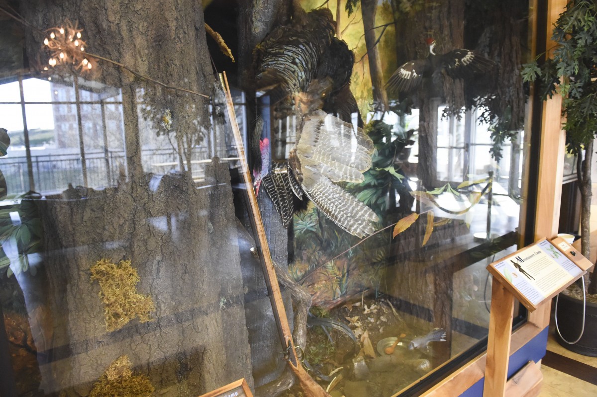 WVU's Percival Hall houses Natural History Museum - The Dominion Post