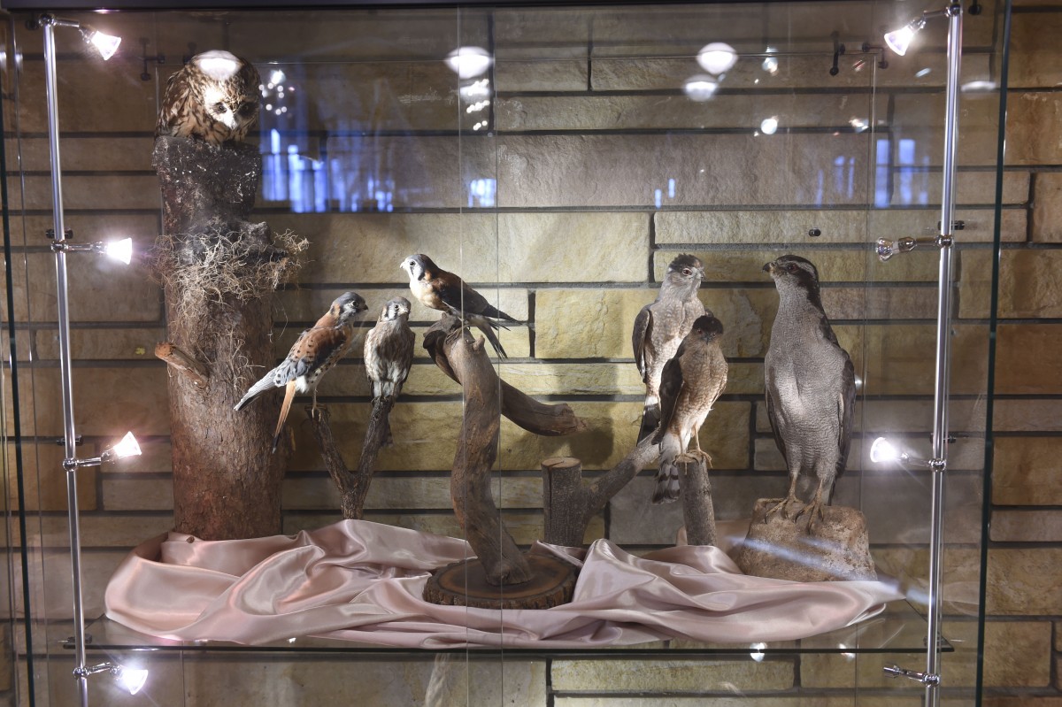 WVU's Percival Hall houses Natural History Museum - The Dominion Post