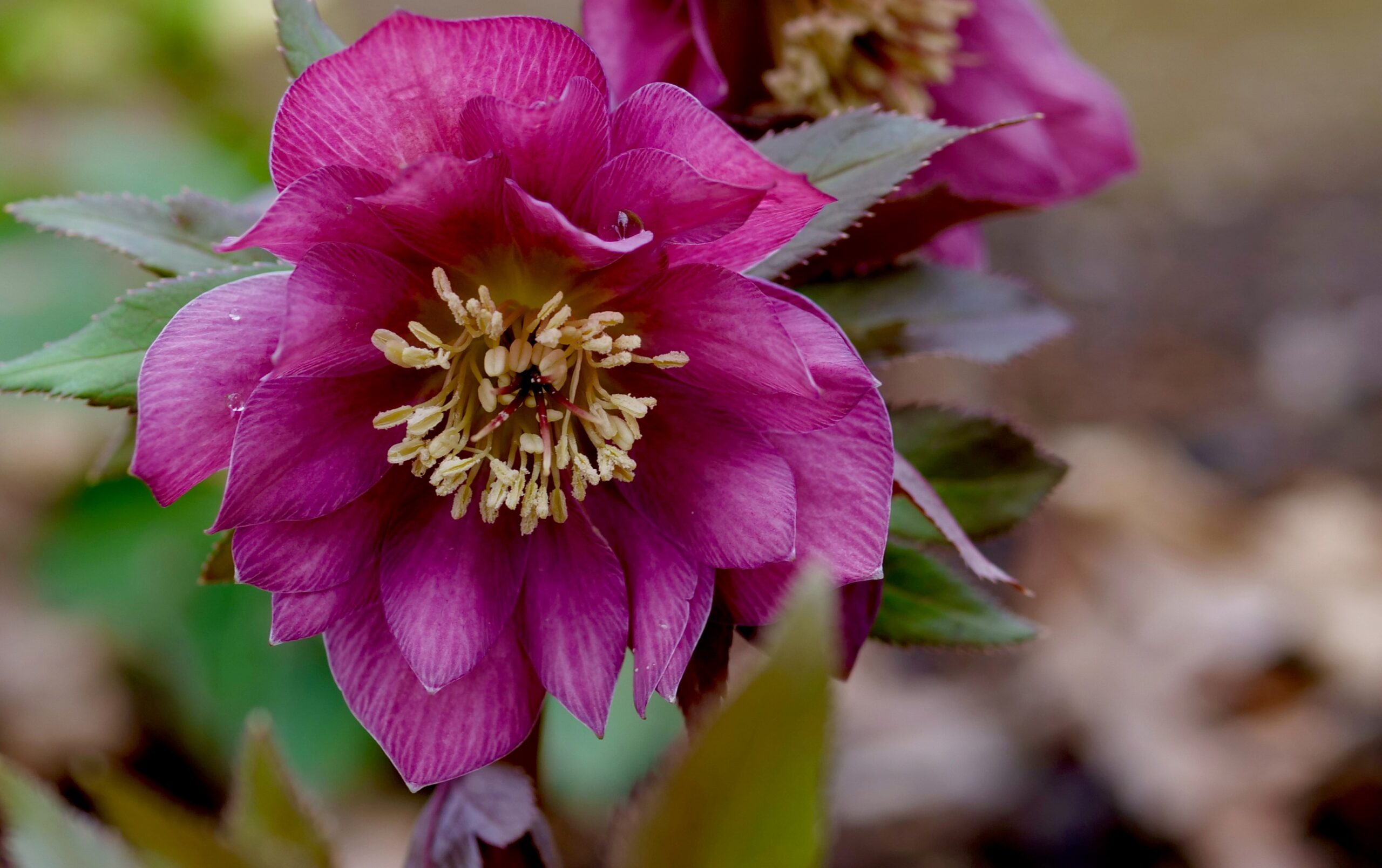 What’s Blooming at the WVBG? - The Dominion Post