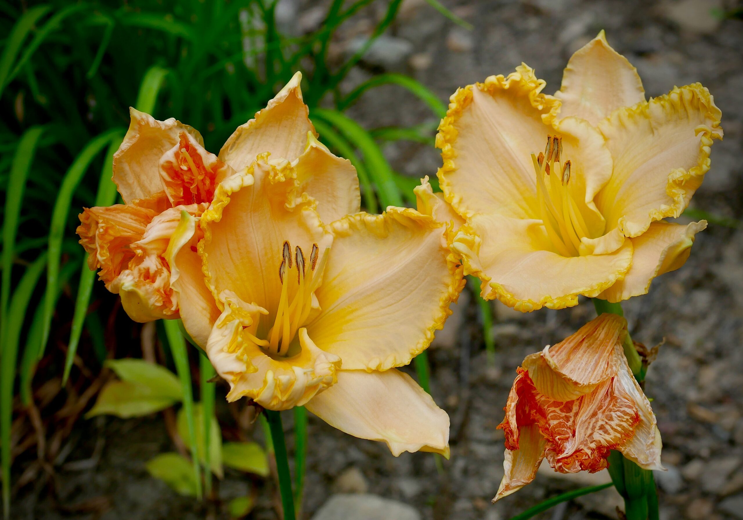 What’s blooming at the WVBG? - The Dominion Post