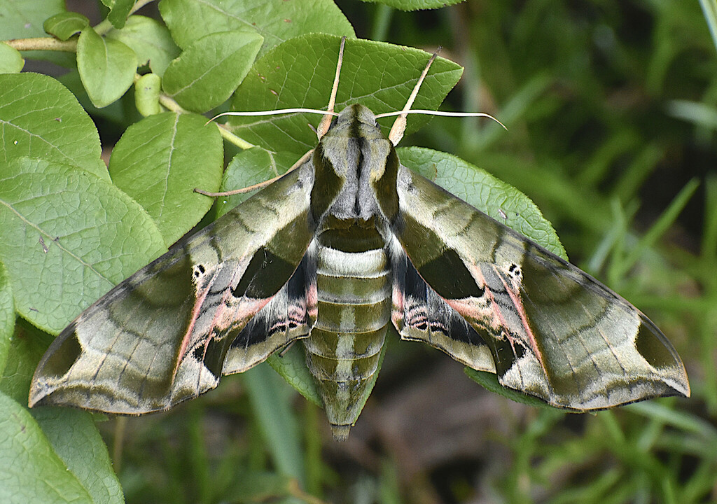 WV Botanic Garden Moth Night spotlights ‘winged wonders’ - The Dominion ...