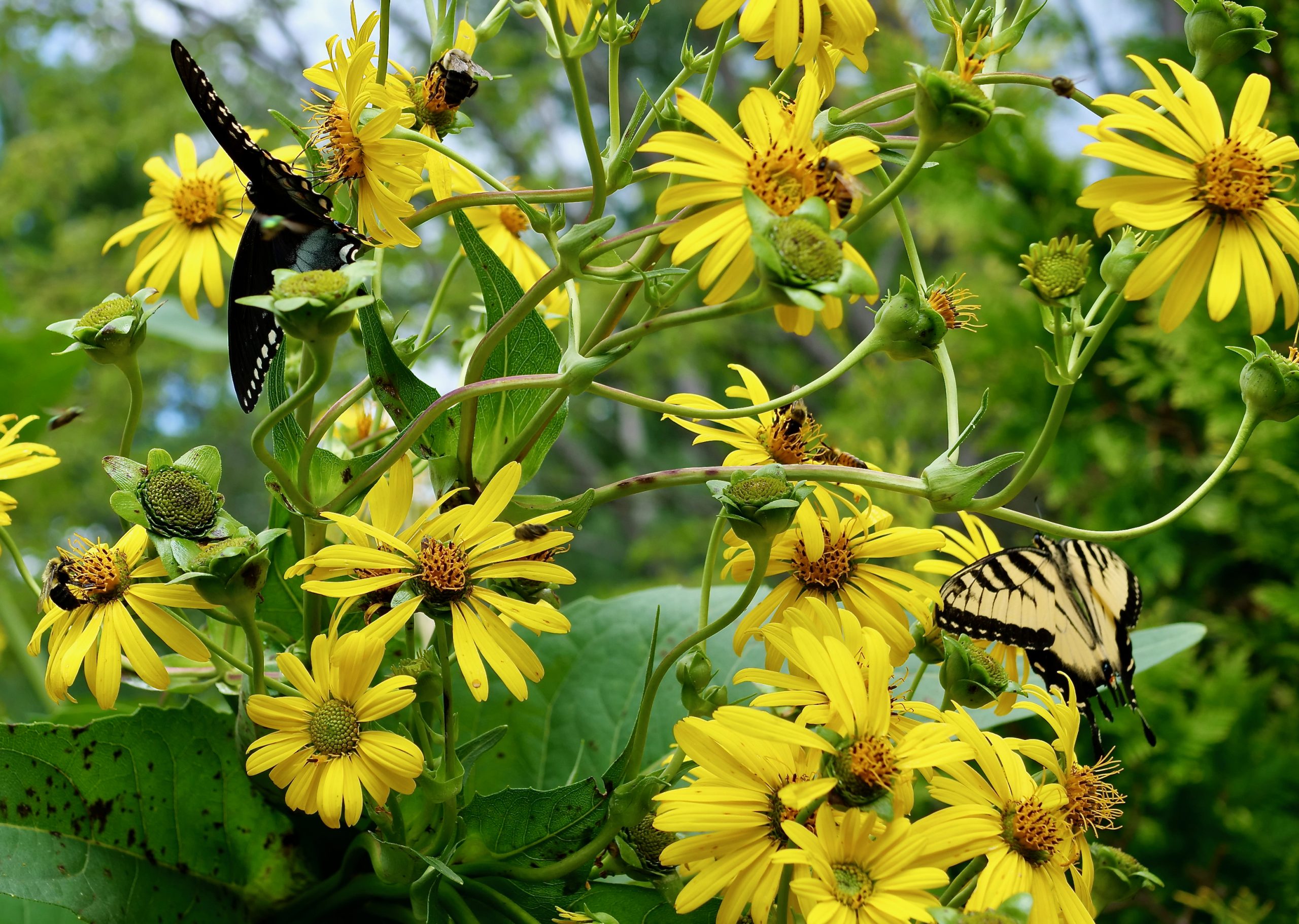 What’s Blooming at the WVBG? - The Dominion Post