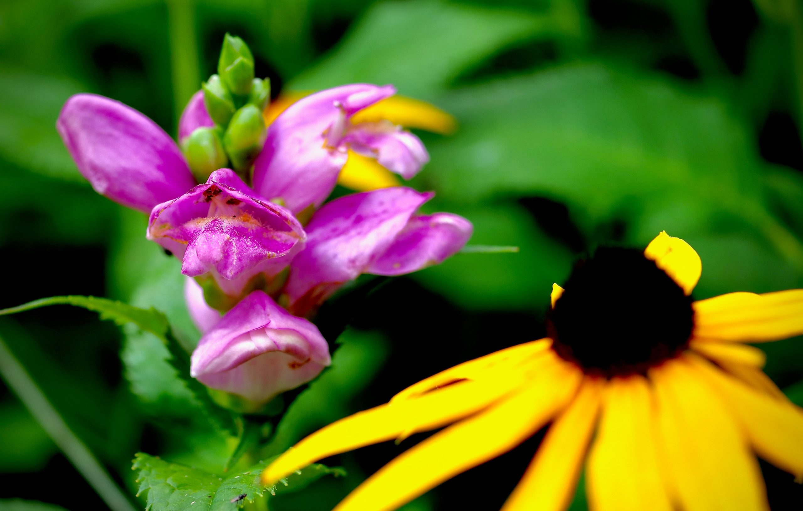 What’s Blooming at the WVBG? - The Dominion Post