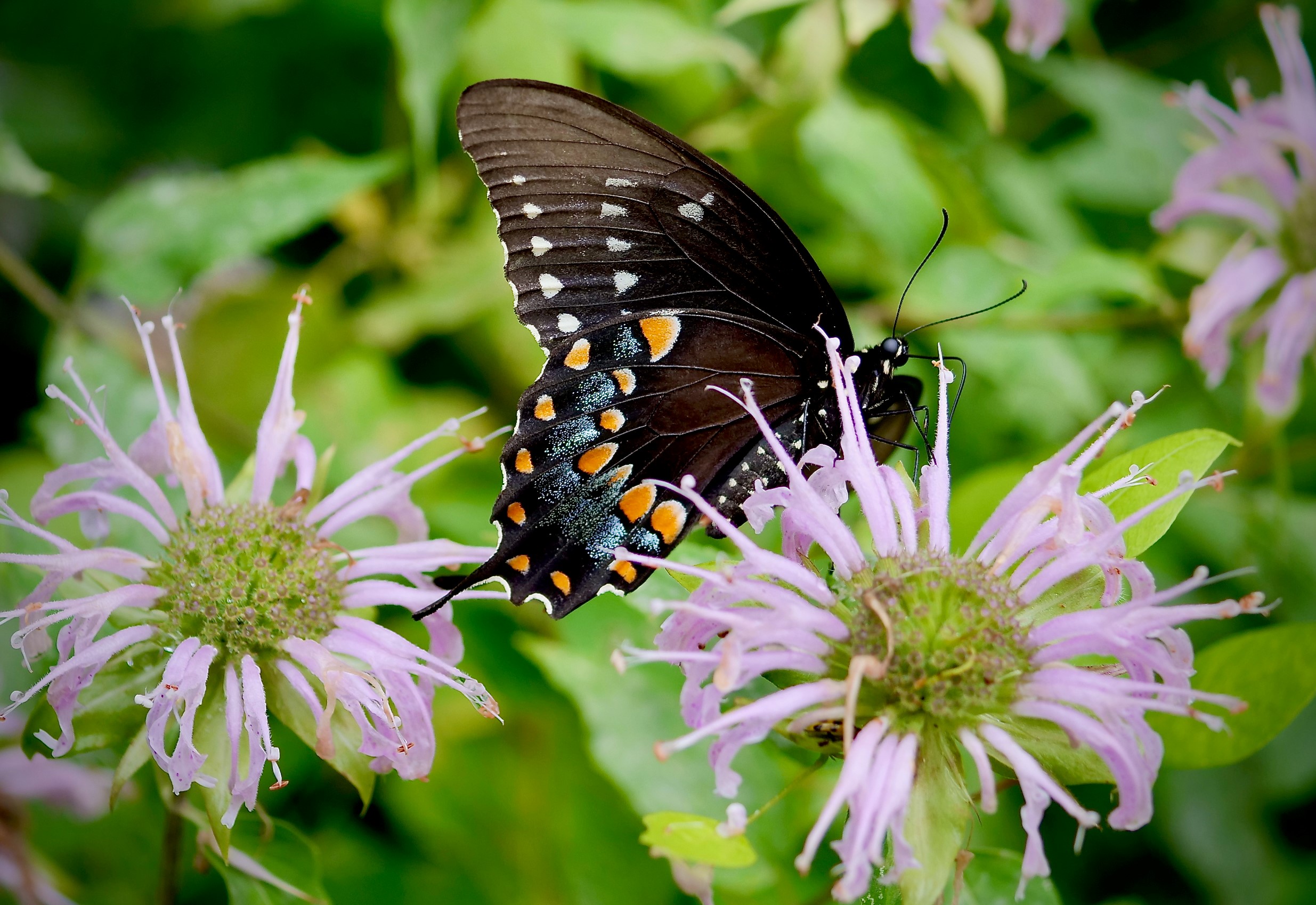 What’s Blooming at the WVBG? - The Dominion Post