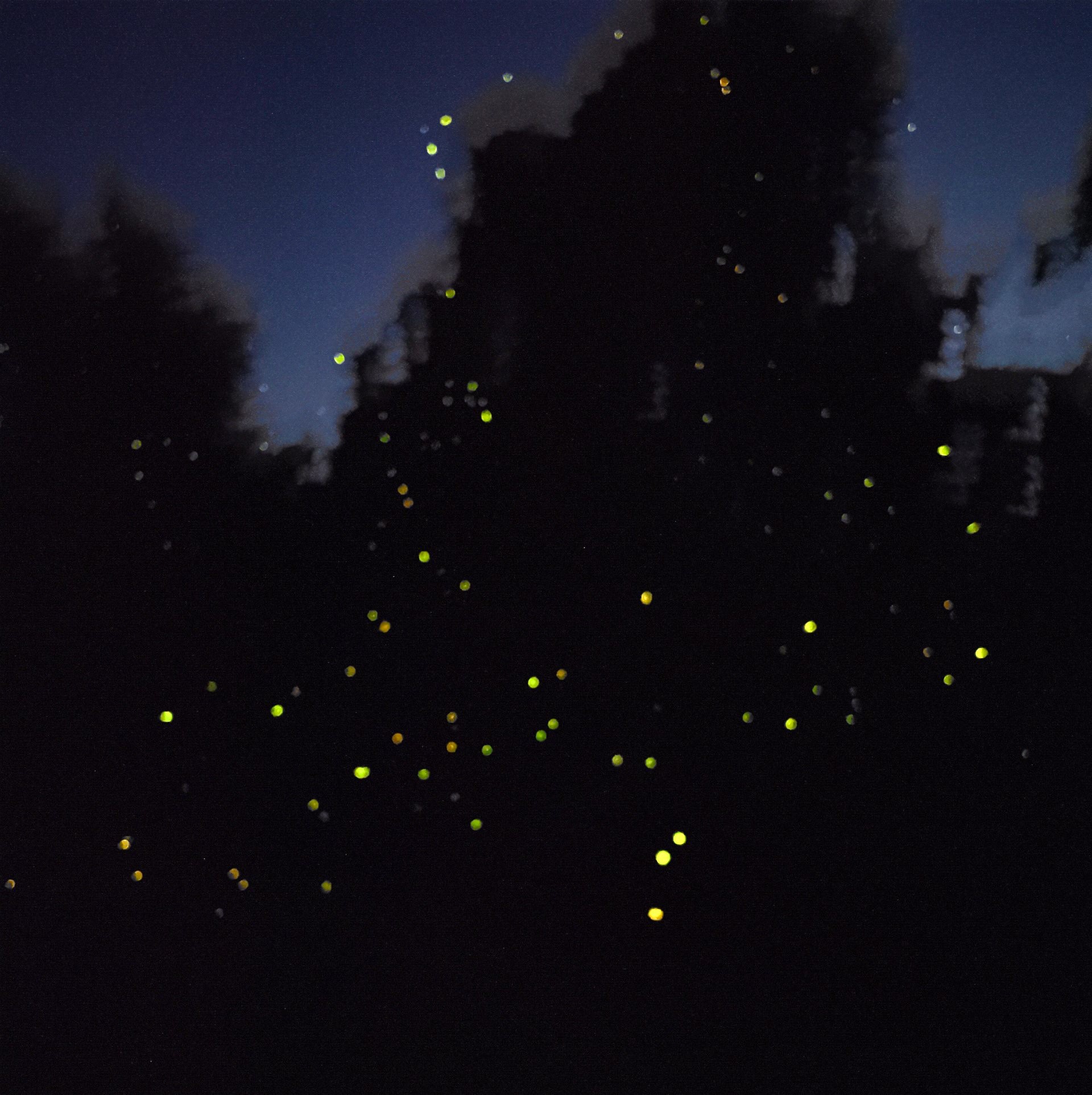 Light Up WV surveys firefly populations in state parks - The Dominion Post