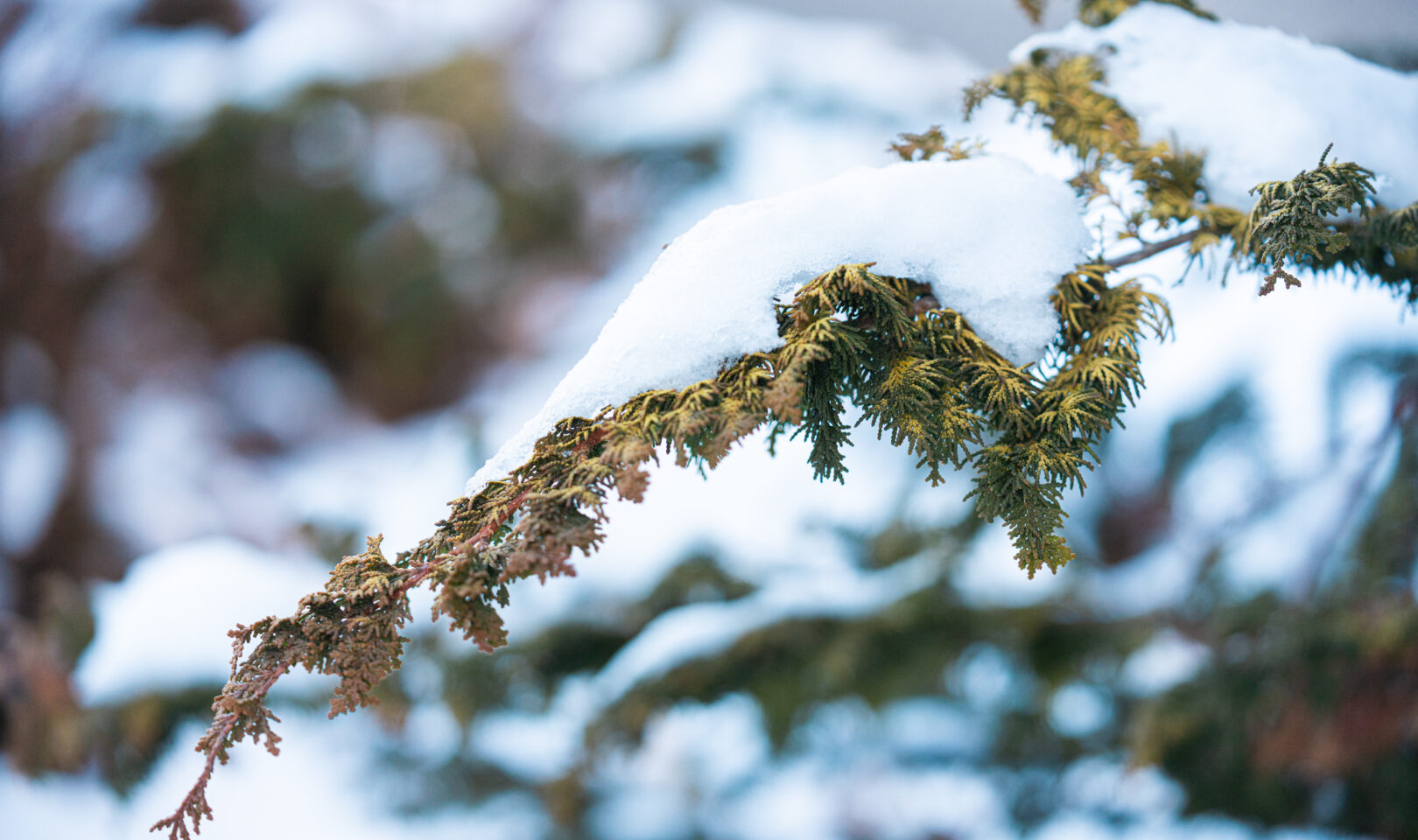 Let the little ones have their snow days - The Dominion Post