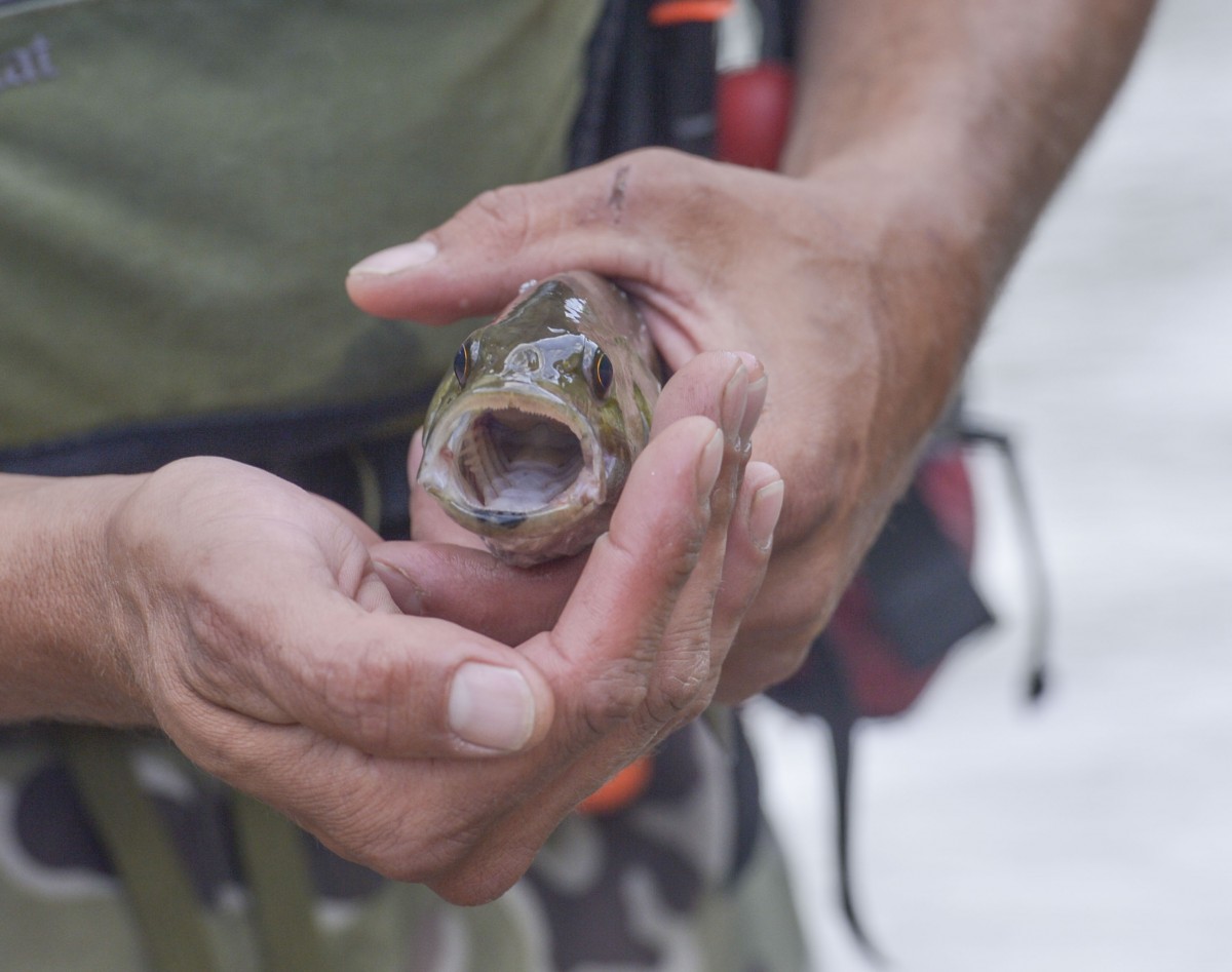 Local lakes and rivers become anglers’ summer dream - The Dominion Post