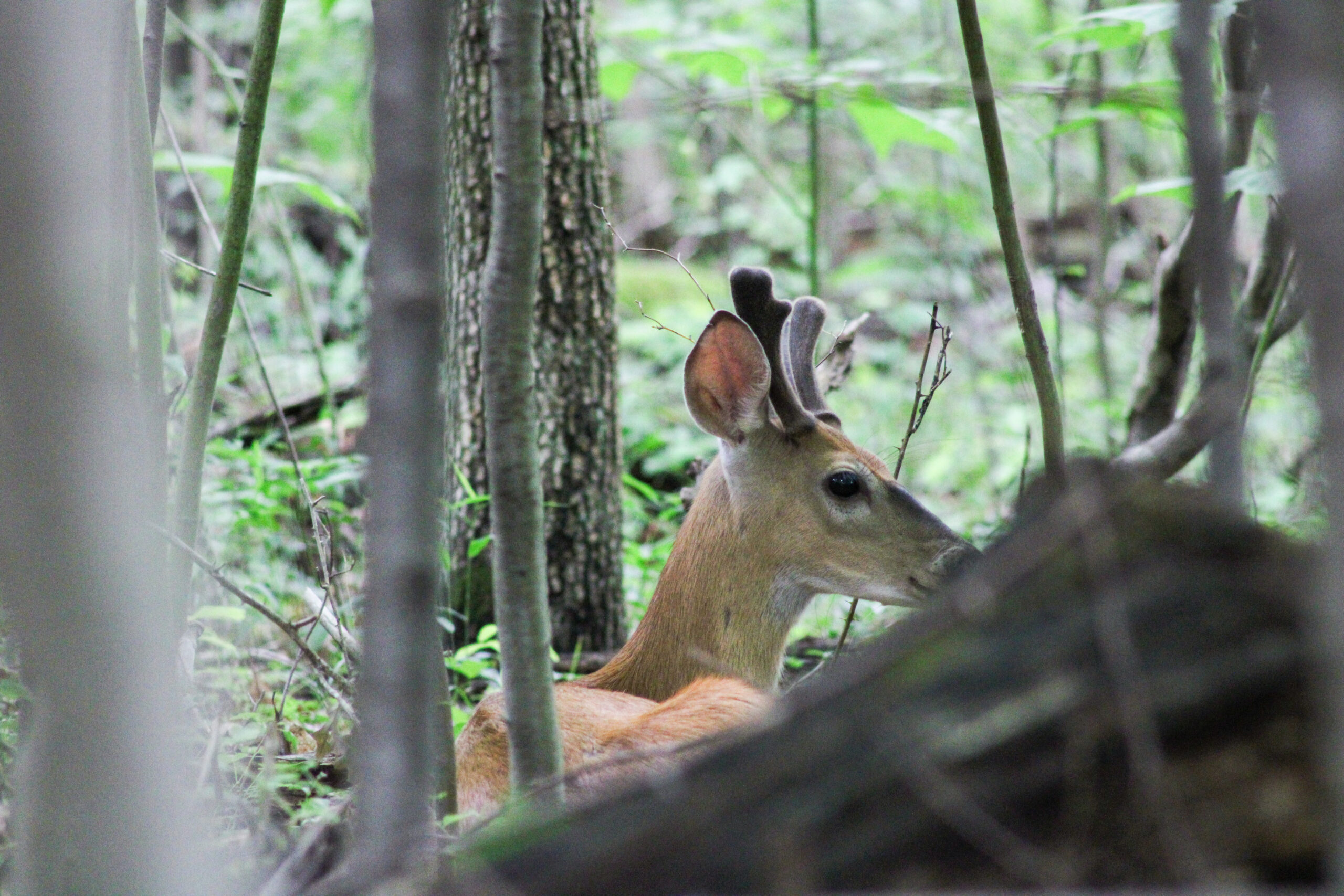 Hunting laws updated for 2025-26 season - The Dominion Post