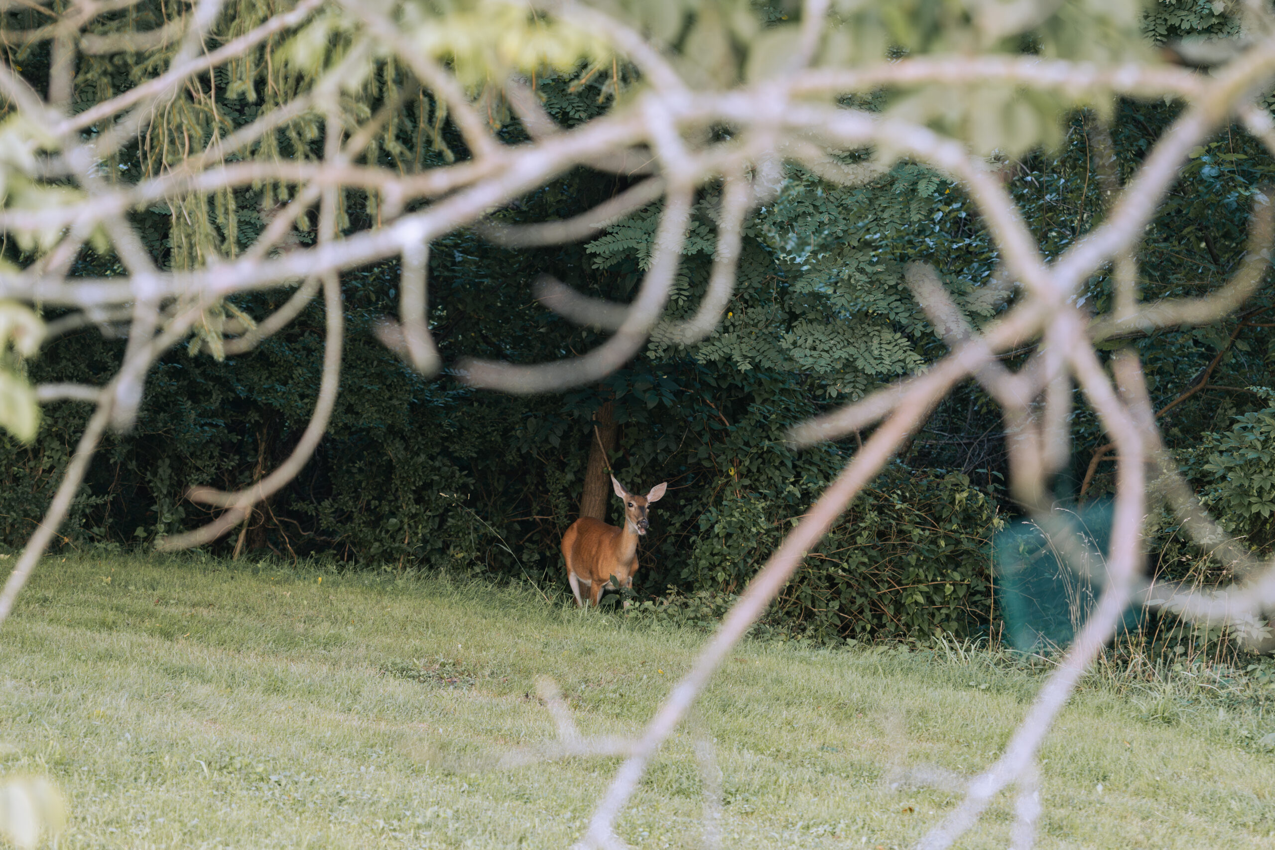 Urban deer hunt marks 15 years - The Dominion Post